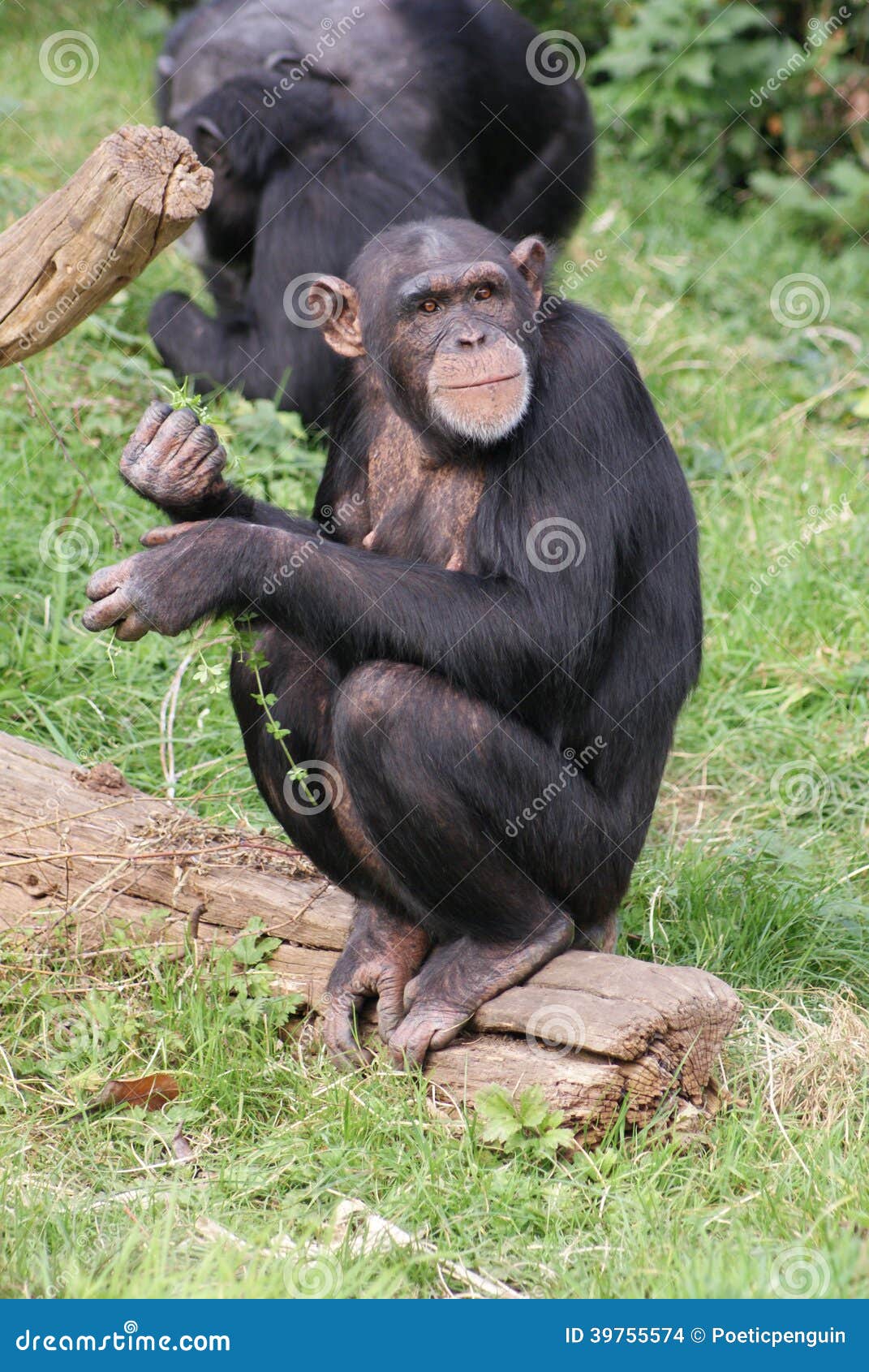 Common Chimpanzee - Pan Troglodytes Stock Photo - Image of mammal ...