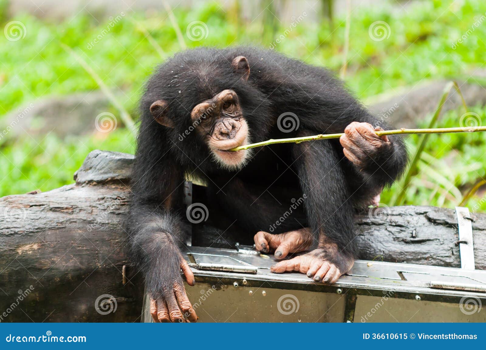 Common Chimpanzee stock image. Image of hairy, animal - 36610615