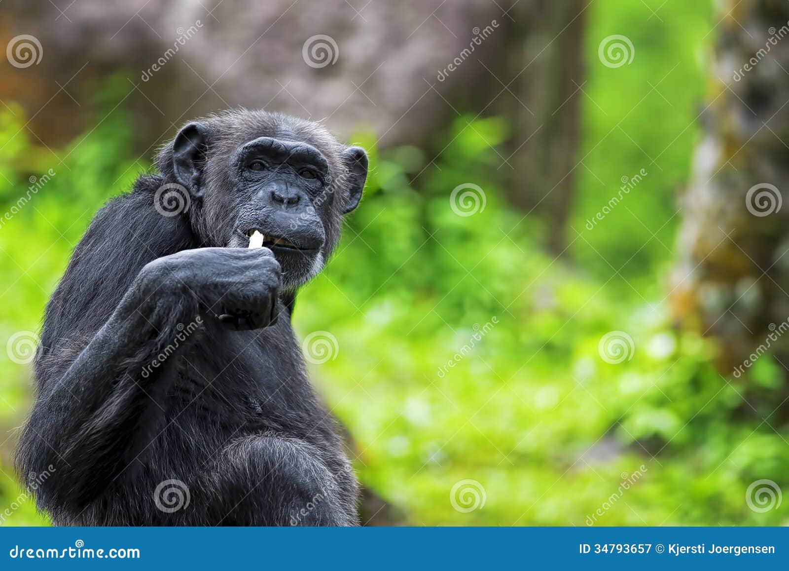 Common Chimpanzee stock image. Image of portrait, troglodytes - 34793657
