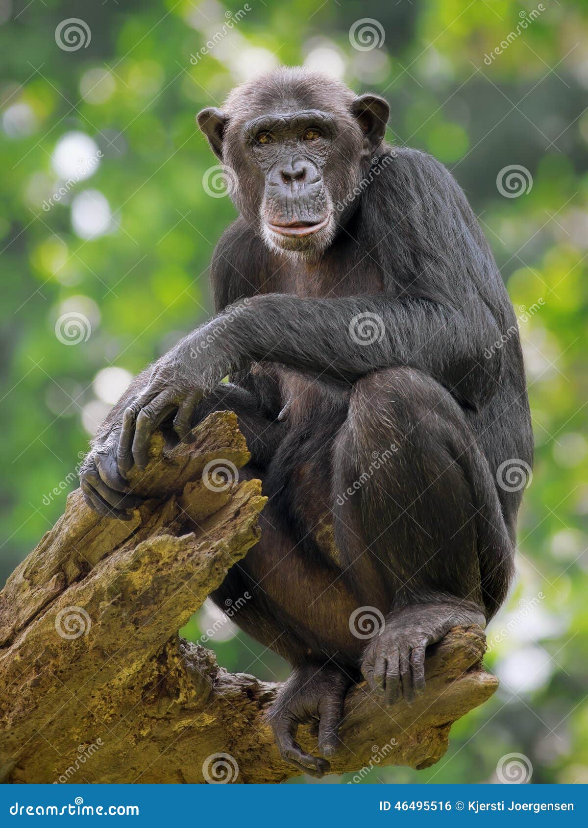 Common Chimpanzee stock photo. Image of omnivore, jungle - 46495516