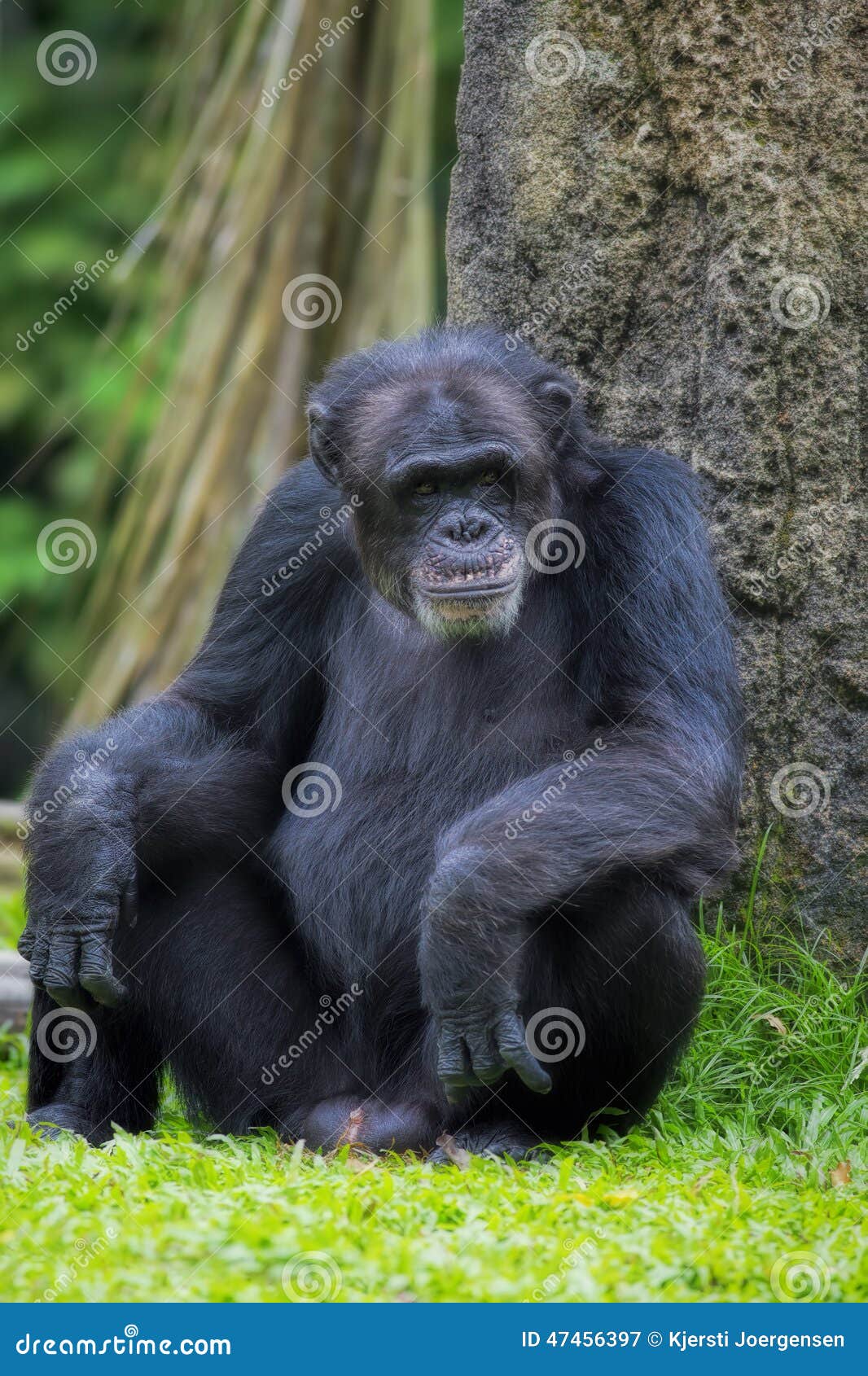 Common Chimpanzee stock image. Image of mammal, troop - 47456397