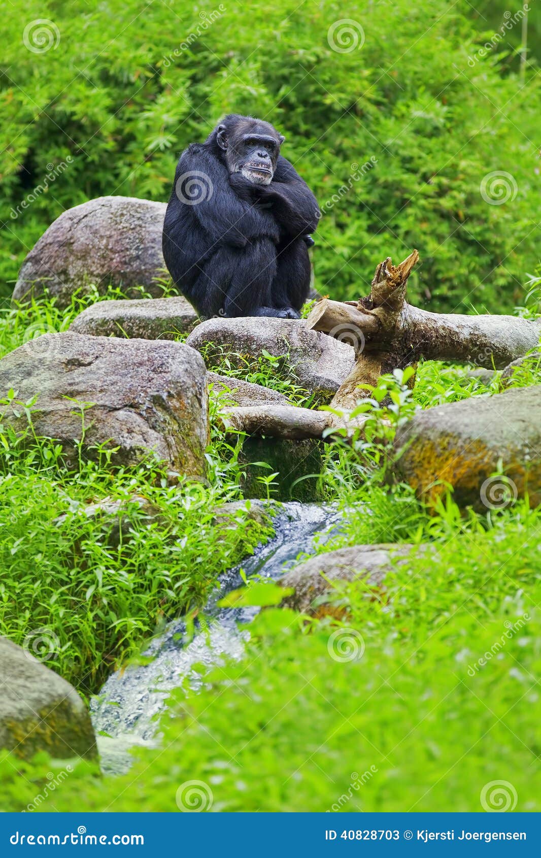 Common Chimpanzee stock image. Image of simian, creature - 40828703