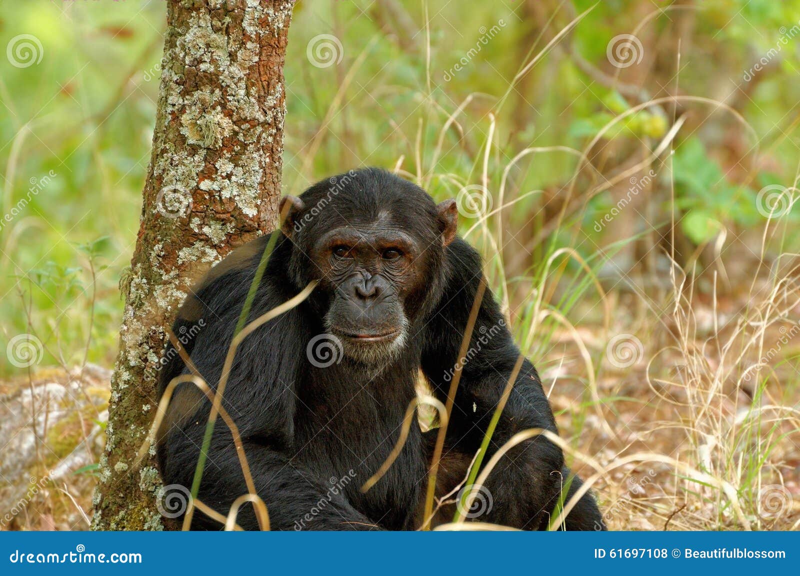 Common Chimpanzee in the Wild Stock Photo - Image of species, omnivore ...