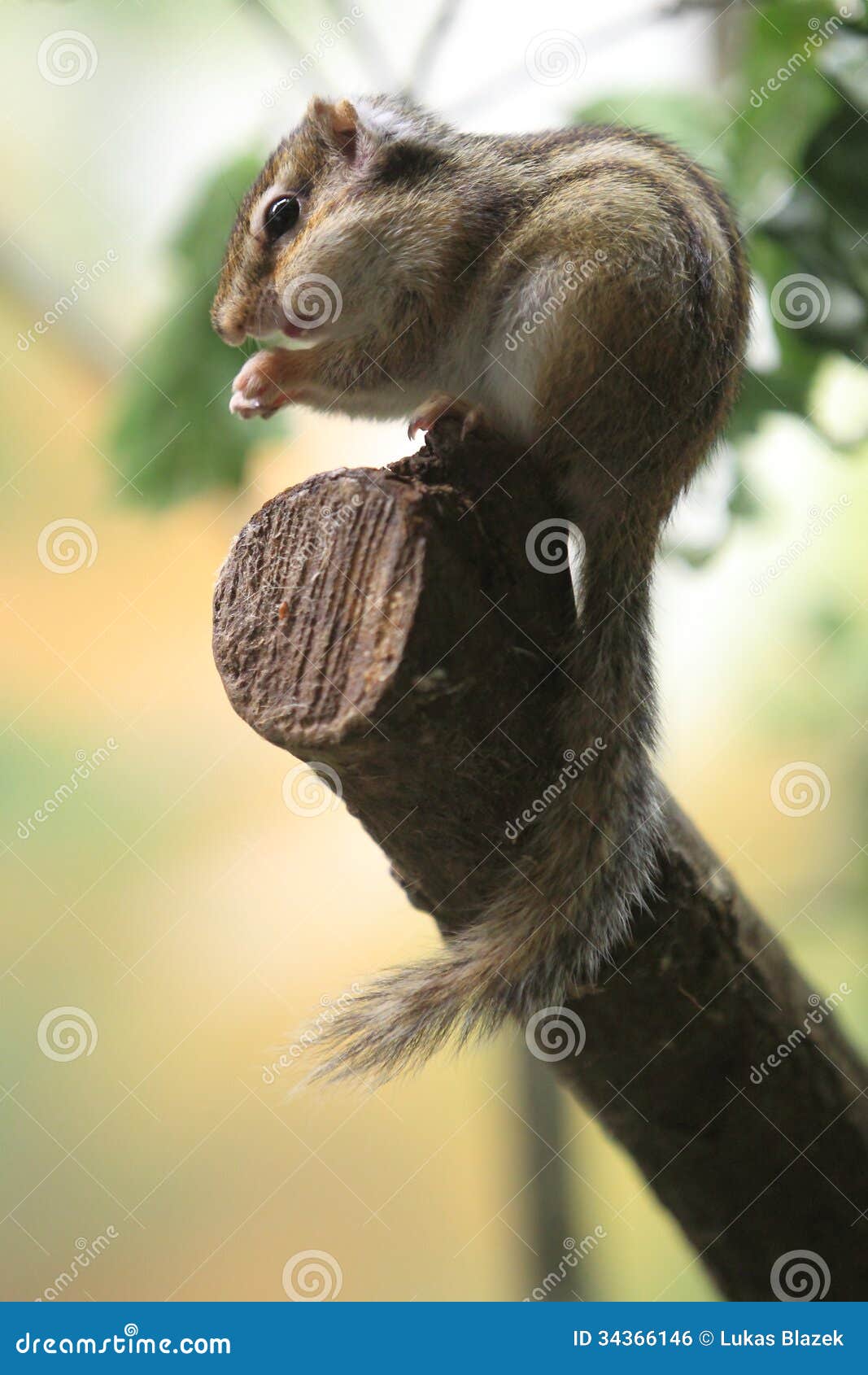 Common chipmunk stock photo. Image of common, nature - 34366146