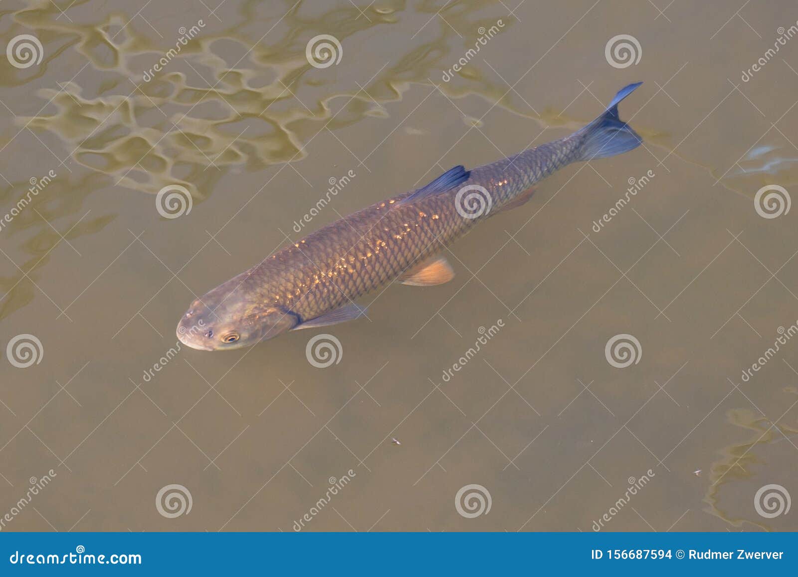 Common chub in river stock photo. Image of fresh, chub - 156687594