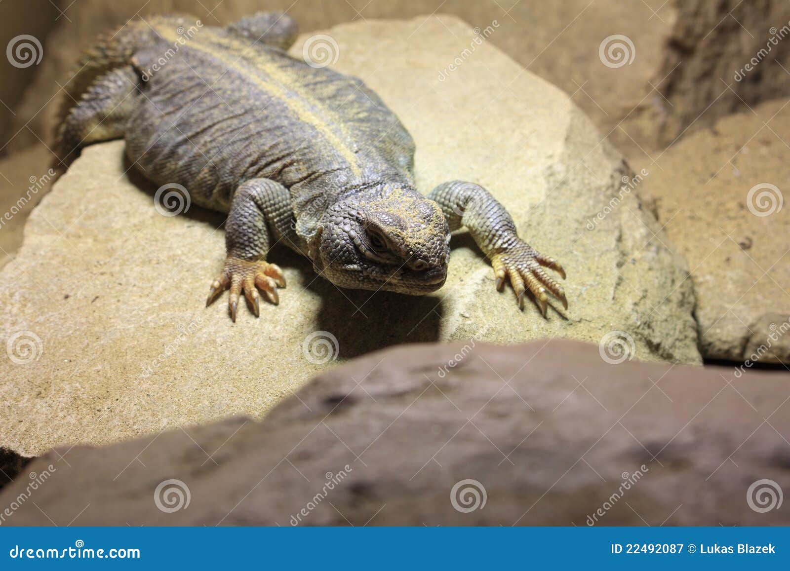 Common Chuckwalla (Sauromalus Ater) Royalty-Free Stock Photo ...