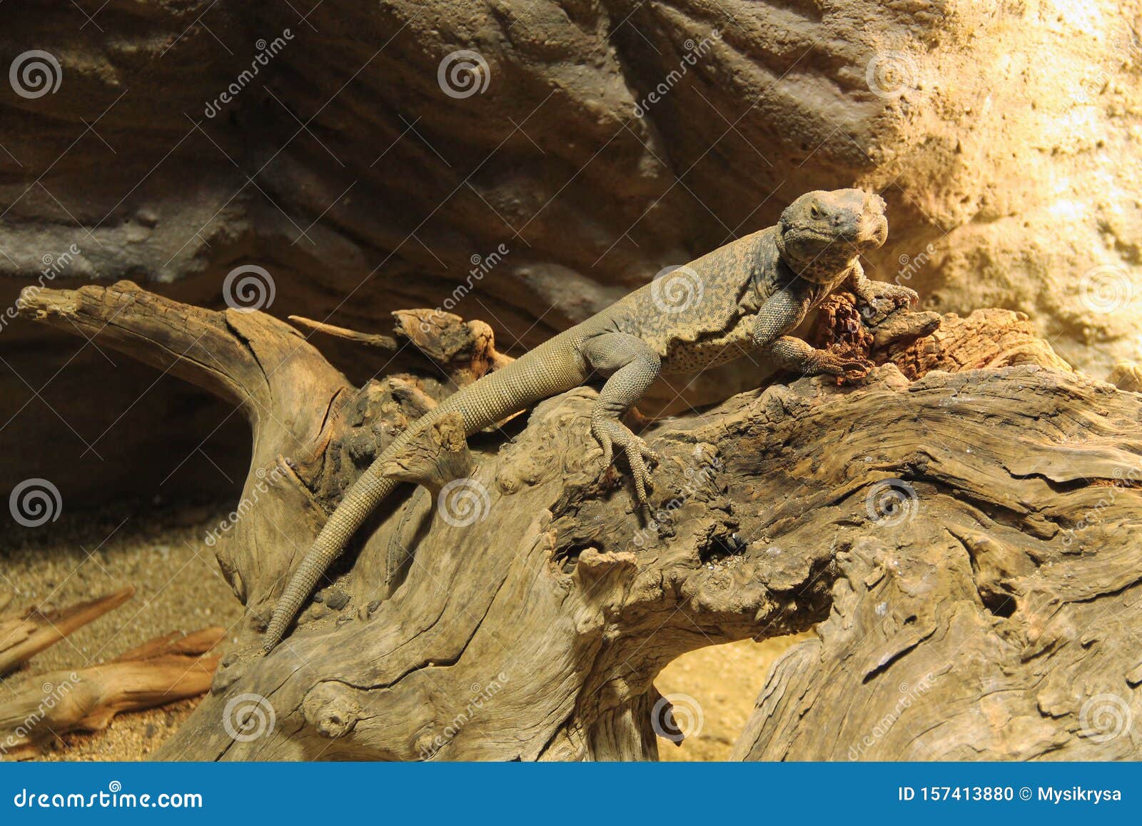 Common chuckwalla stock photo. Image of cold, poikilothermic - 157413880