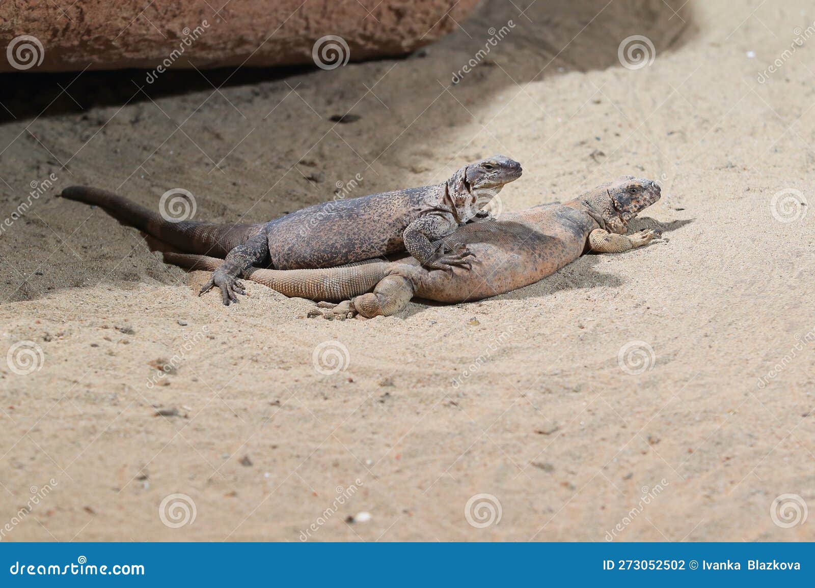 Common chuckwalla stock photo. Image of desert, couple - 273052502