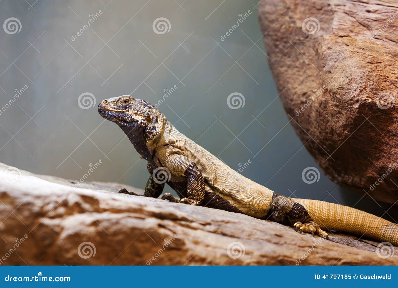 Common Chuckwalla (Sauromalus Ater) Stock Image - Image of obesus ...