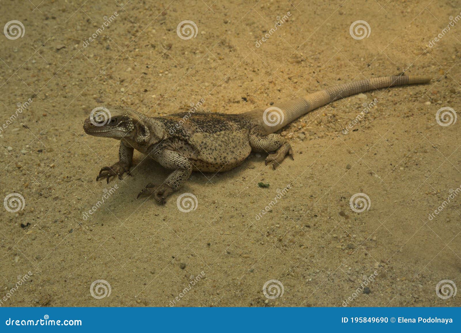 Chuckwalla (Sauromalus Ater) In Desert Royalty-Free Stock Image ...