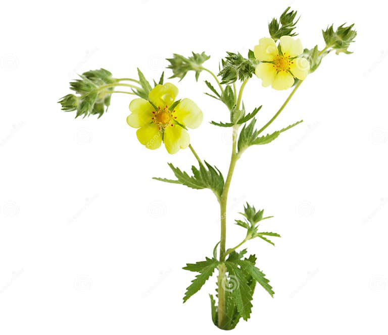 Common Cinquefoil Potentilla Simplex Stock Image - Image of summer ...