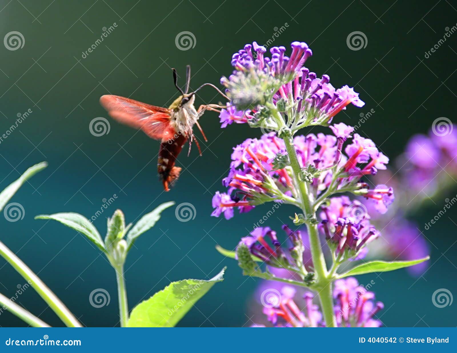 An Ash Sphinx Moth, Manduca Jasminearum, Resting On A Plant Royalty ...