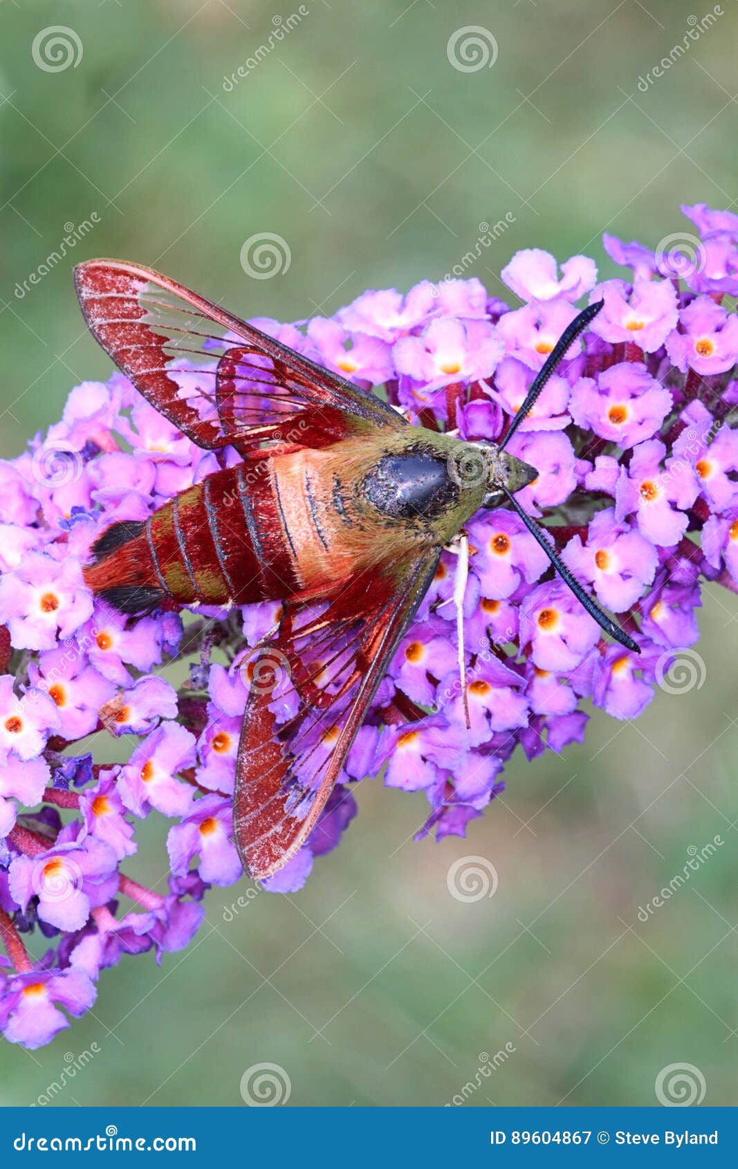 Common Clearwing Moth stock image. Image of moth, bugs - 89604867