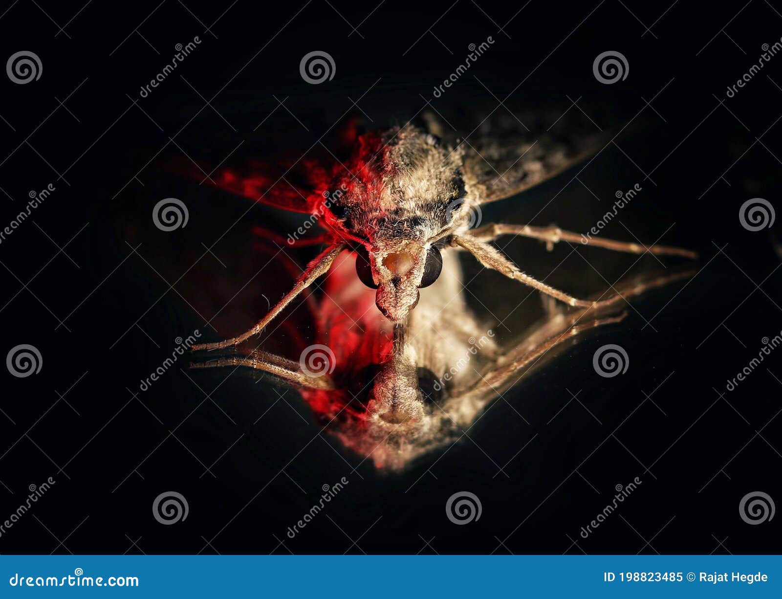 Common Clothes Moth Reflection Image Stock Image - Image of common ...