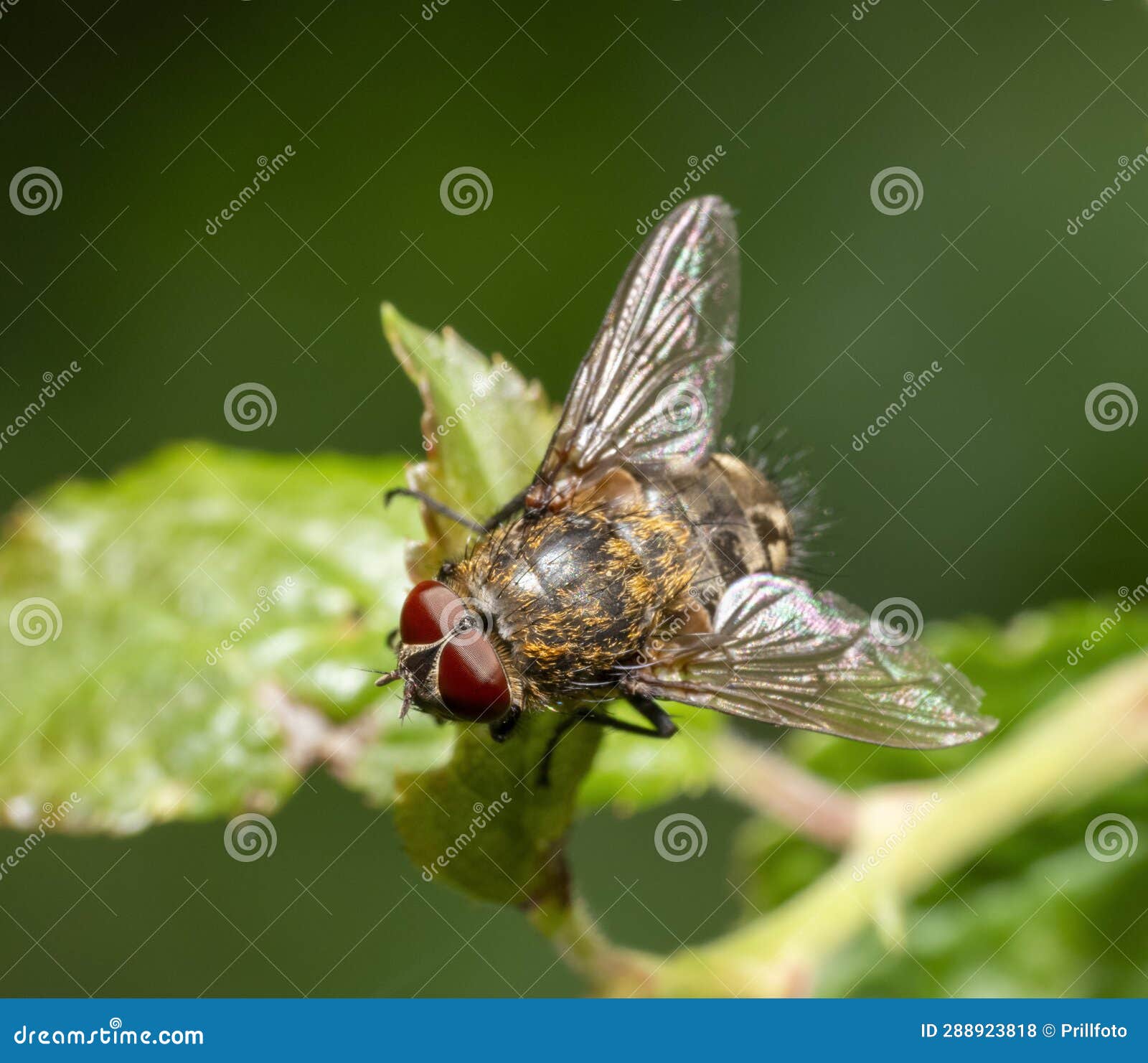 Common cluster fly stock photo. Image of outdoor, insect - 288923818