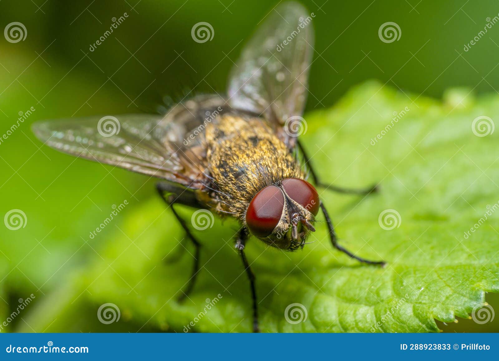Common cluster fly stock image. Image of rudis, young - 288923833