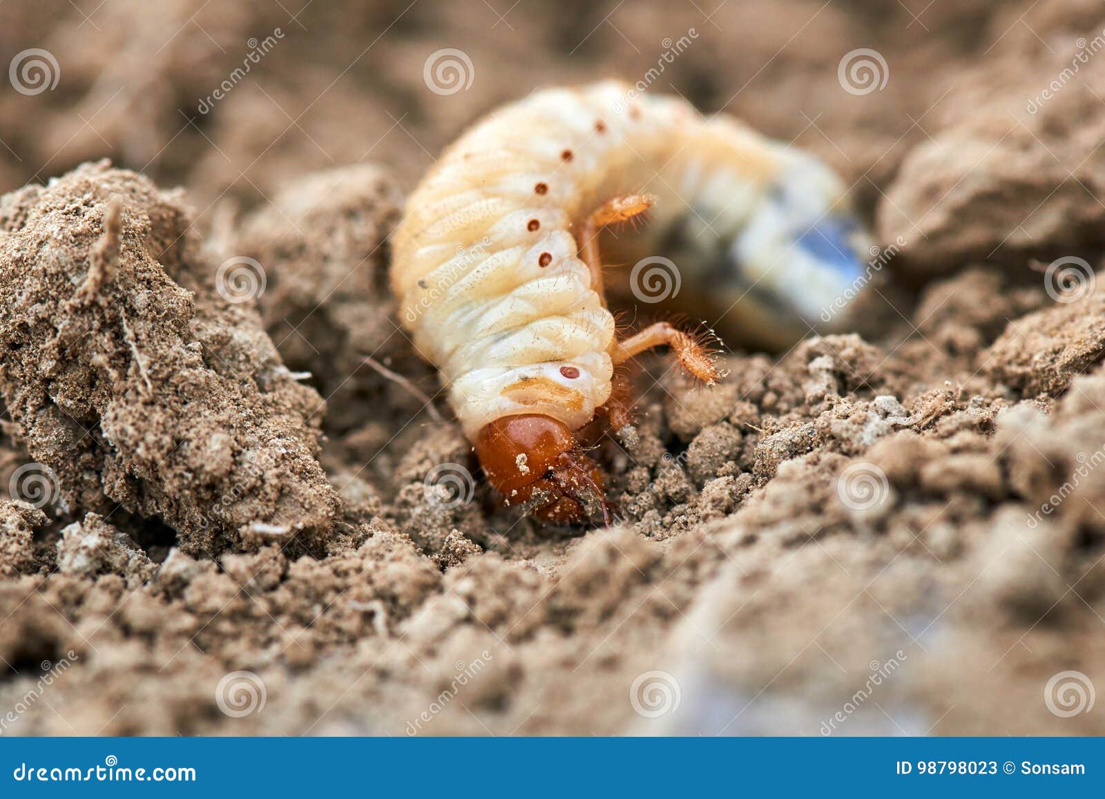 The Larvae of the May Beetle Stock Image - Image of closeup ...