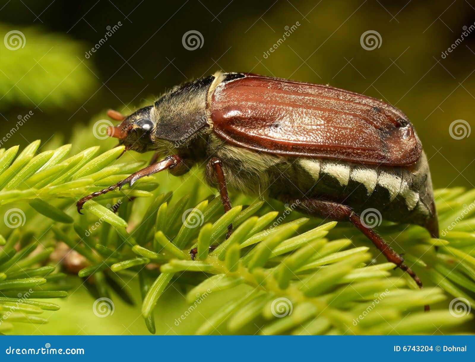 Common Cockchafer - Melolontha Melolontha Stock Photo - Image of pine ...