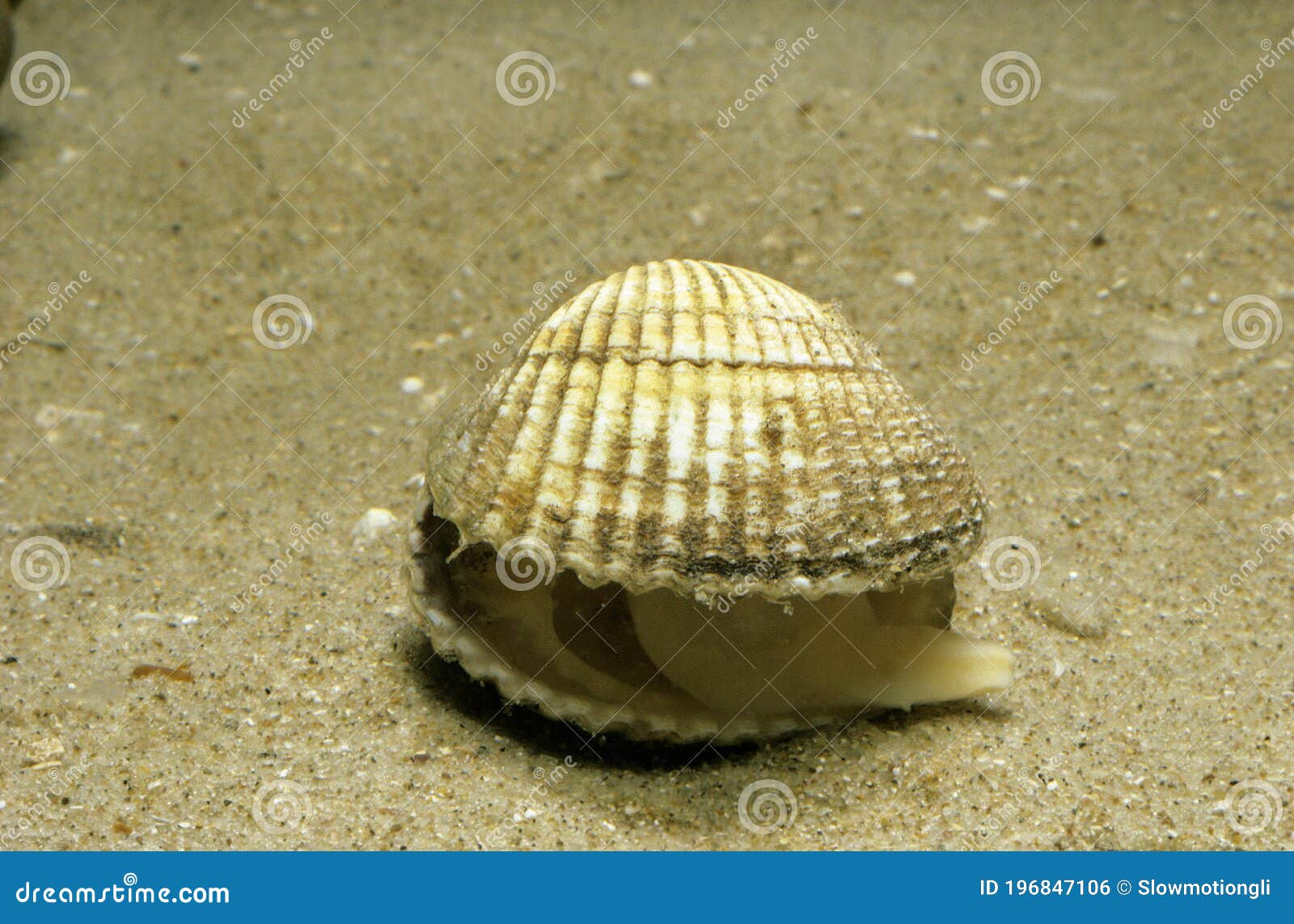 Common Cockle, Cerastoderma Edule Stock Photo - Image of wildlife ...
