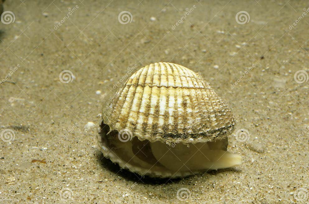 Common Cockle, Cerastoderma Edule Stock Photo - Image of wildlife ...