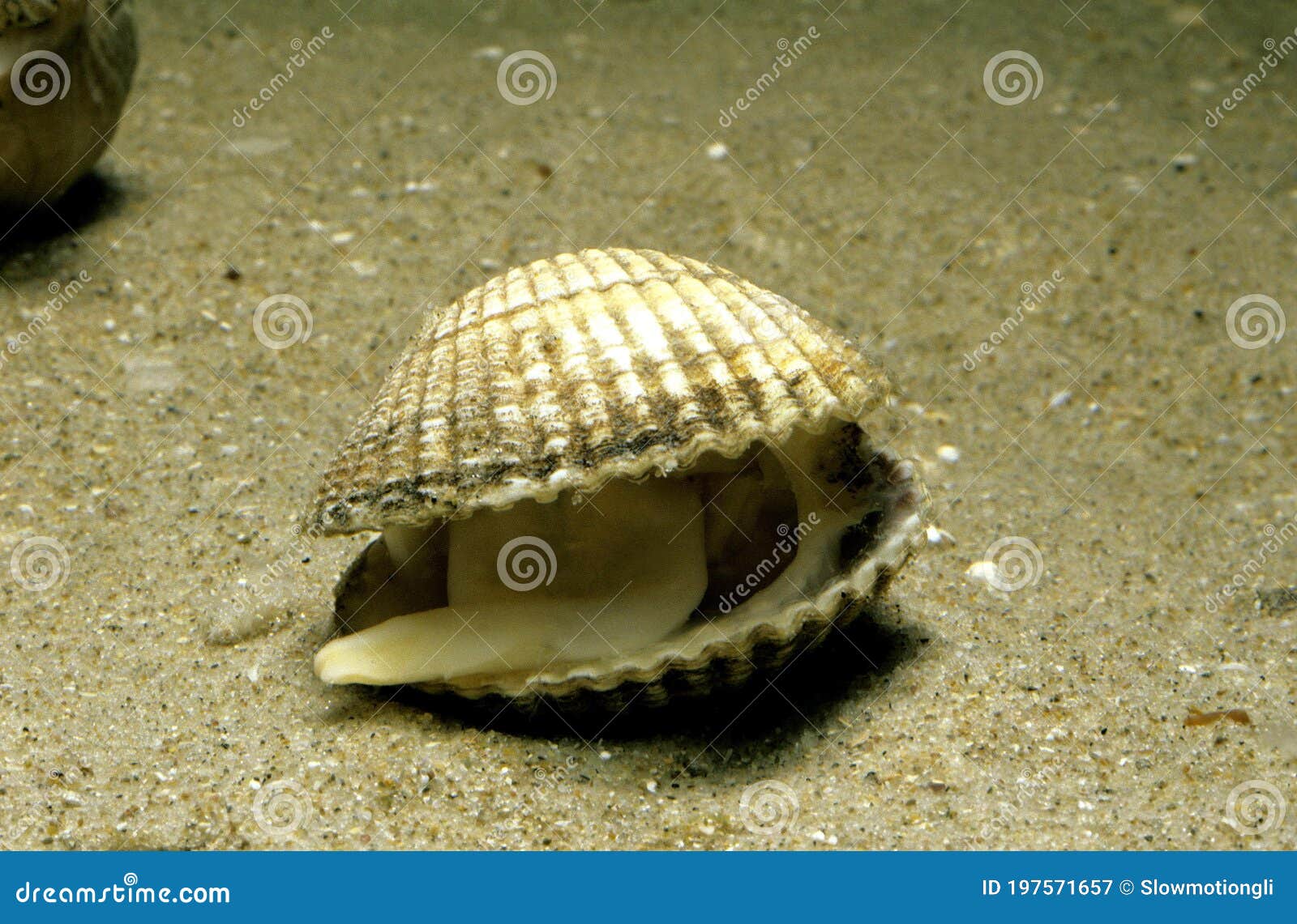 Common Cockle, Cerastoderma Edule Against White Background Stock ...