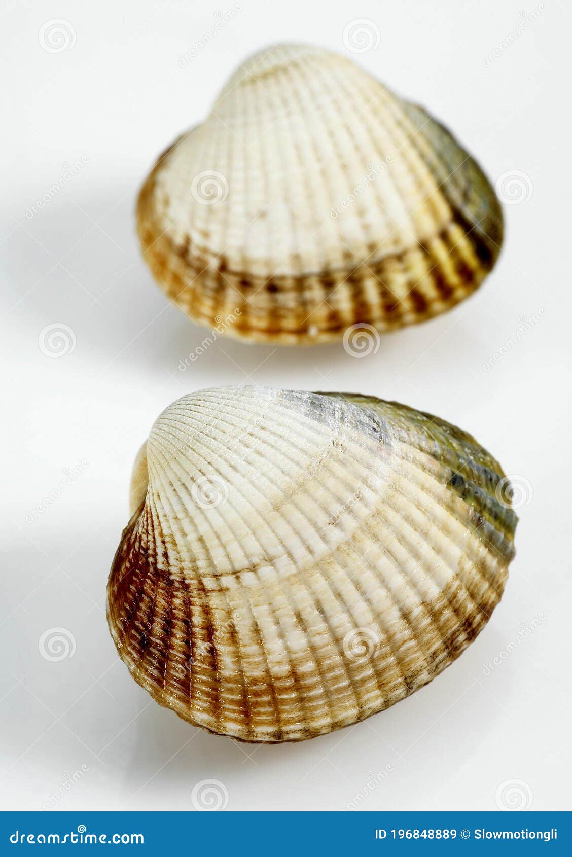 Common Cockle, Cerastoderma Edule Against White Background Stock Image ...