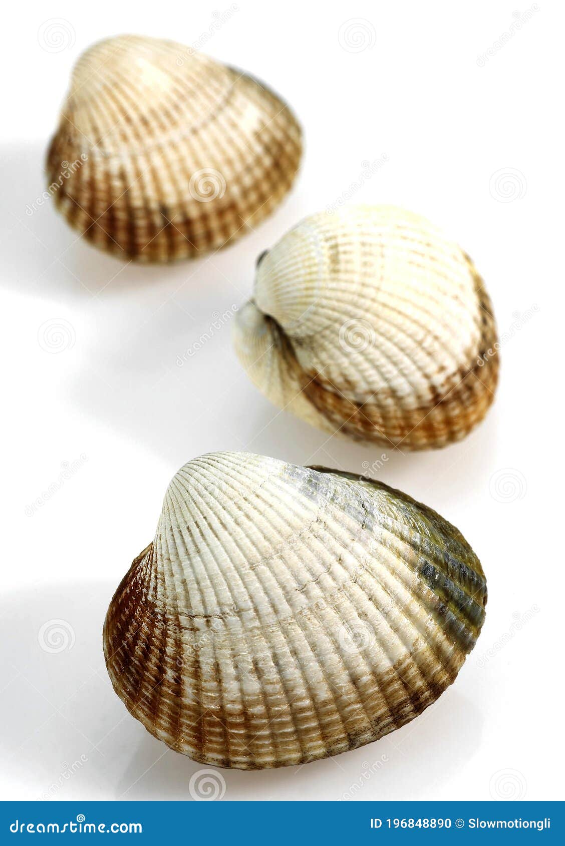 Common Cockle, Cerastoderma Edule Royalty-Free Stock Image ...