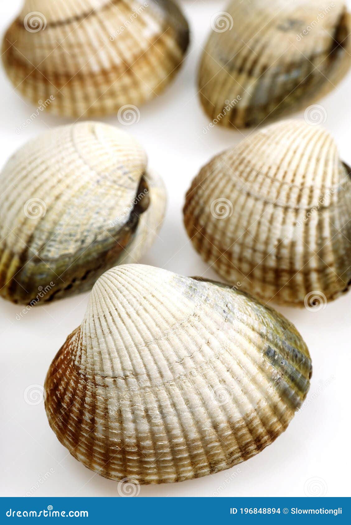 Common Cockle, Cerastoderma Edule Against White Background Stock Photo ...