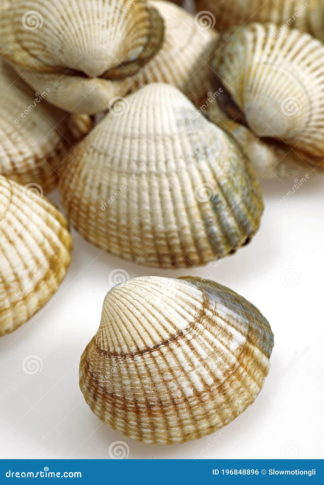 Common Cockle, Cerastoderma Edule Royalty-Free Stock Image ...