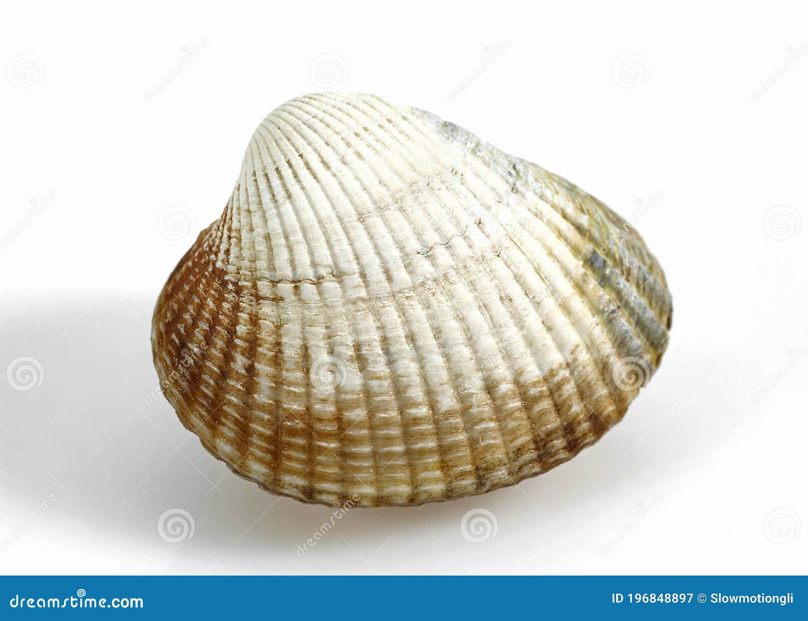 Common Cockle, Cerastoderma Edule Royalty-Free Stock Image ...