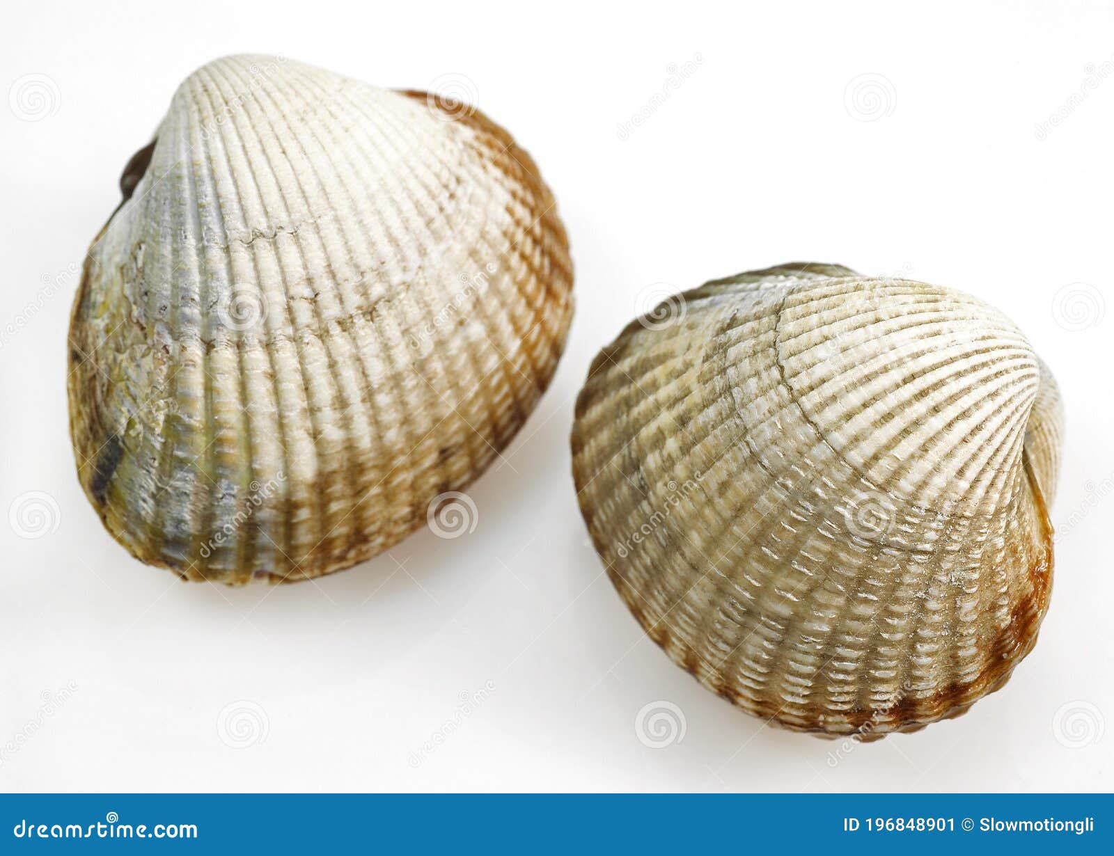 Common Cockle, Cerastoderma Edule Against White Background Stock Image ...