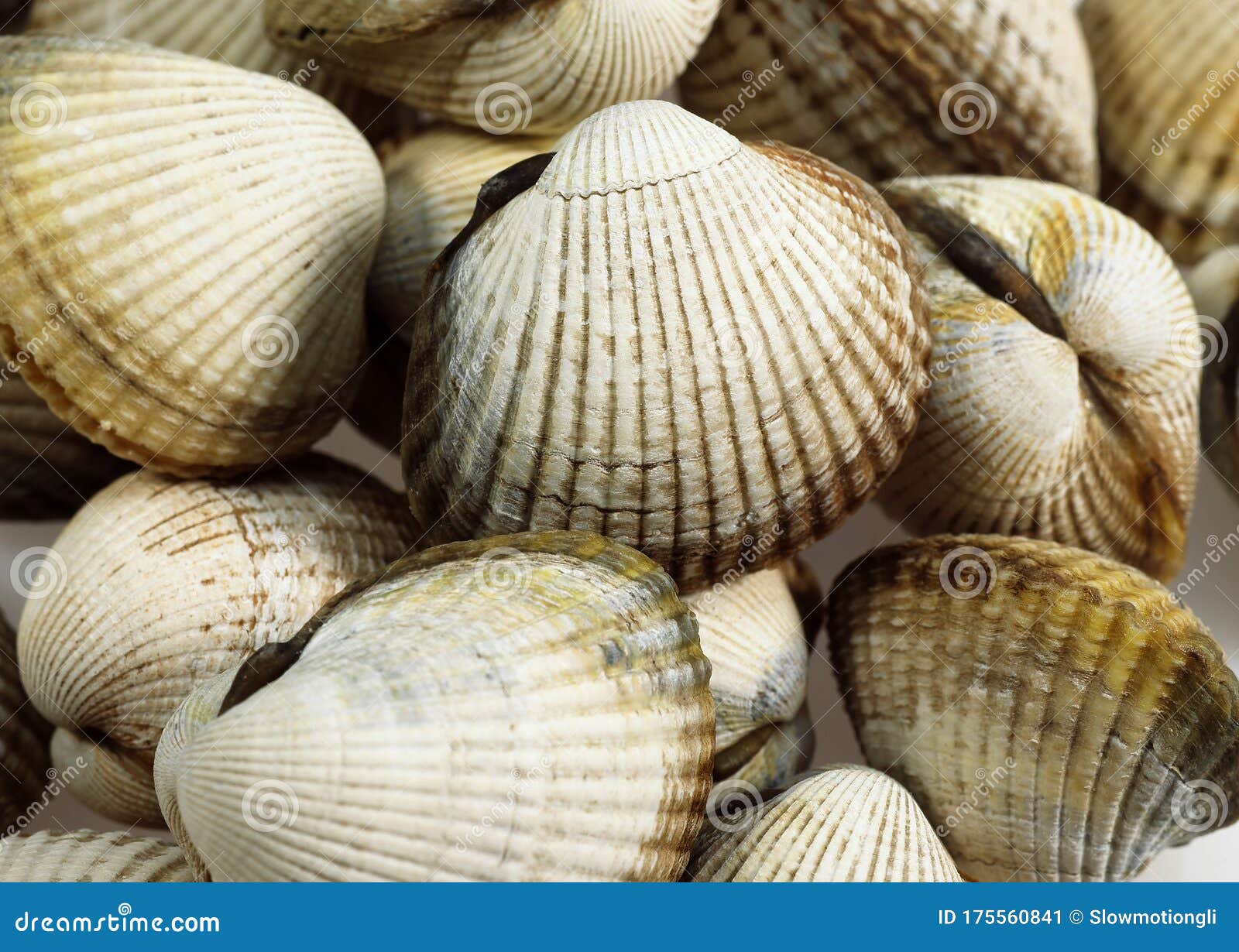 Common Cockle, Cerastoderma Edule Shells Stock Image - Image of indoors ...