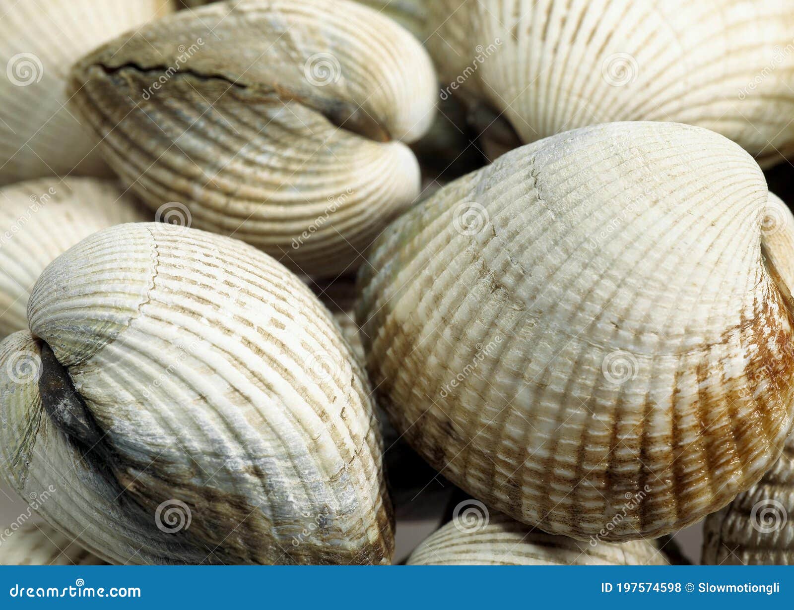 Common Cockle, Cerastoderma Edule, Fresh Shells Stock Photo - Image of ...