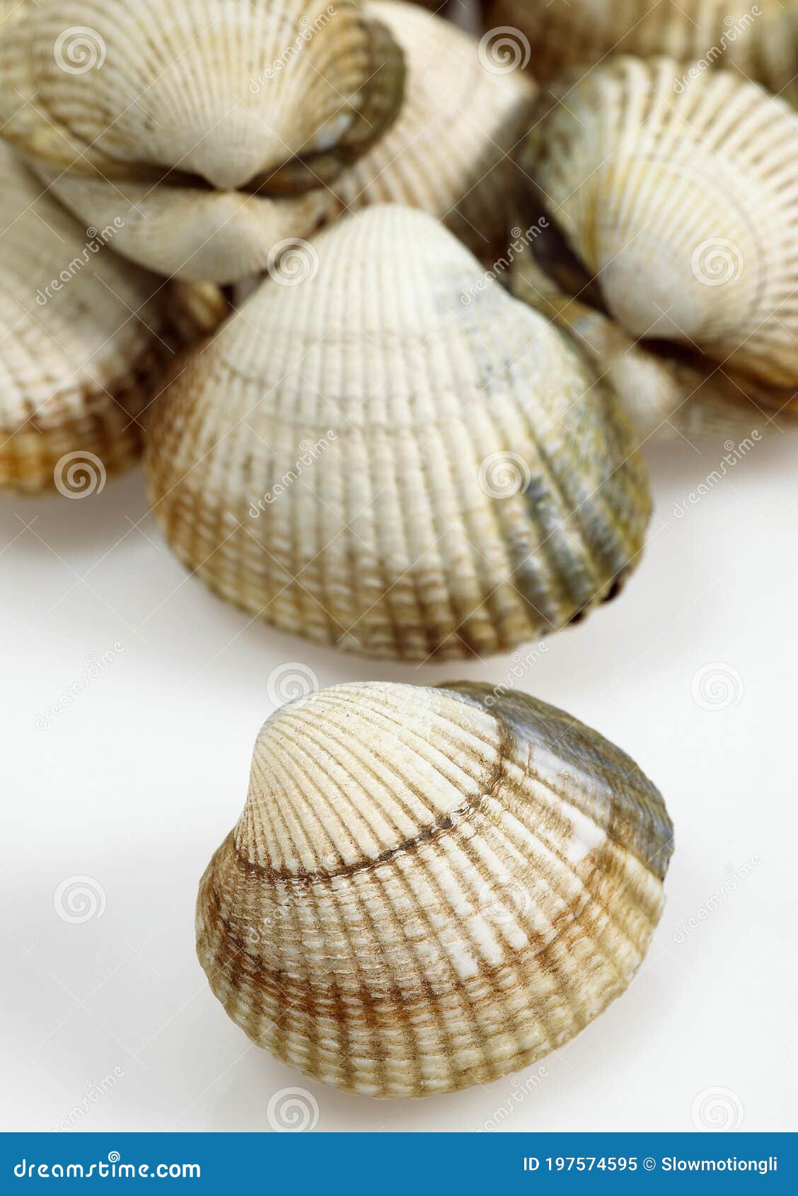Common Cockle, Cerastoderma Edule, Fresh Shells Against White ...