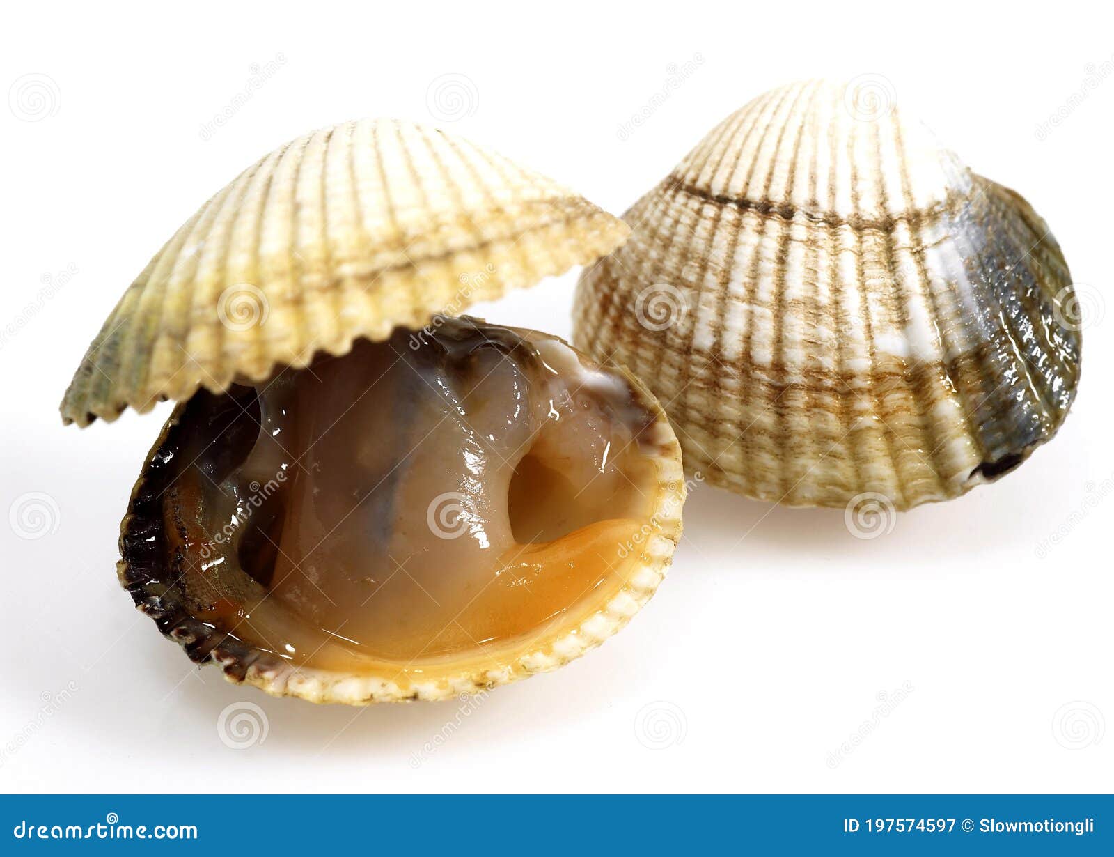 Common Cockle, Cerastoderma Edule, Fresh Shells Against White ...