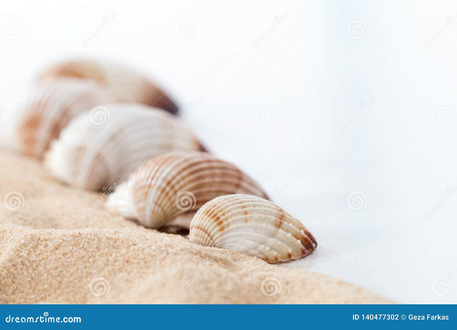 Common Cockle, Cerastoderma Edule Seashell and Sand Pattern Stock Photo ...
