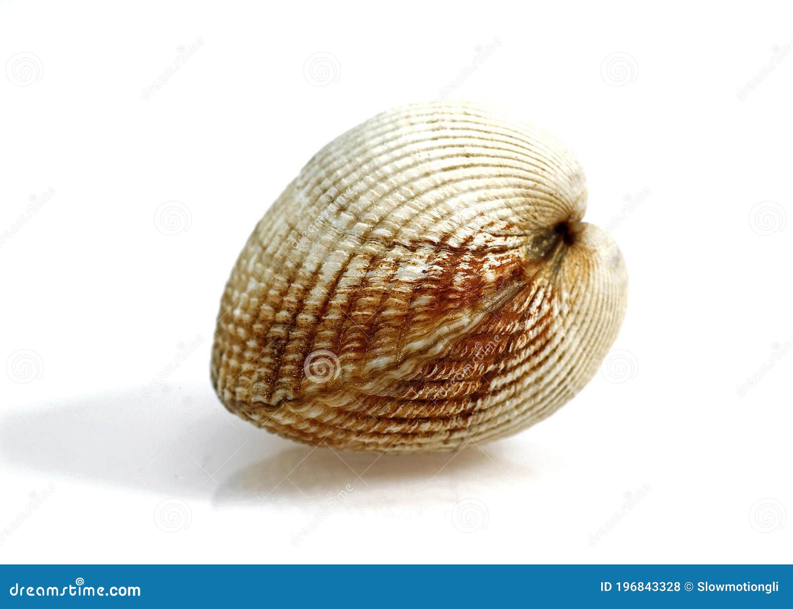 Common Cockle, Cerastoderma Edule, Shell Against White Background Stock ...