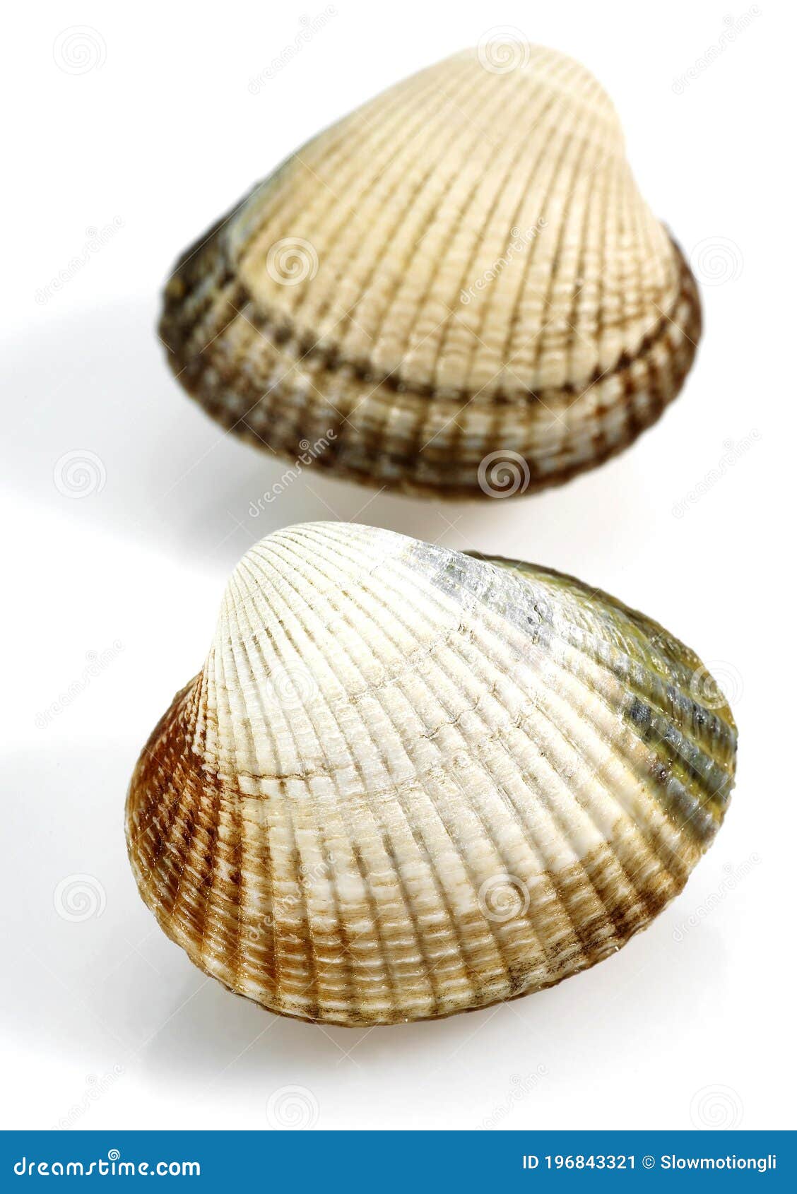 Common Cockle, Cerastoderma Edule, Shells Against White Background ...