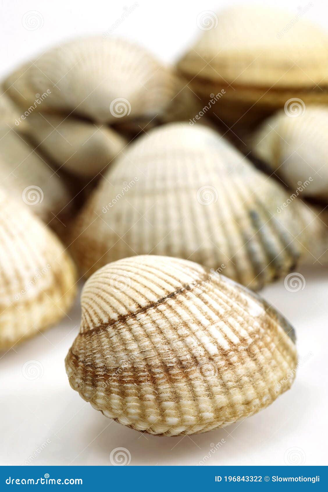 Common Cockle, Cerastoderma Edule, Shells Against White Background ...