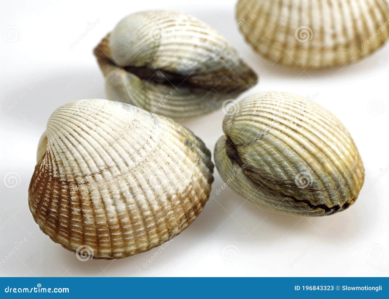 Common Cockle, Cerastoderma Edule, Shells Against White Background ...
