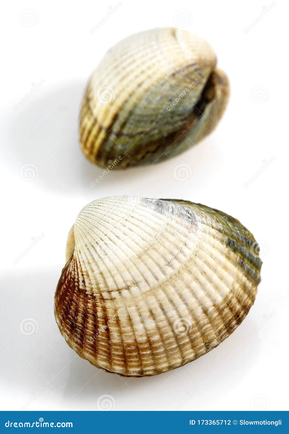 COQUE cerastoderma edule stock photo. Image of indoors - 173365712