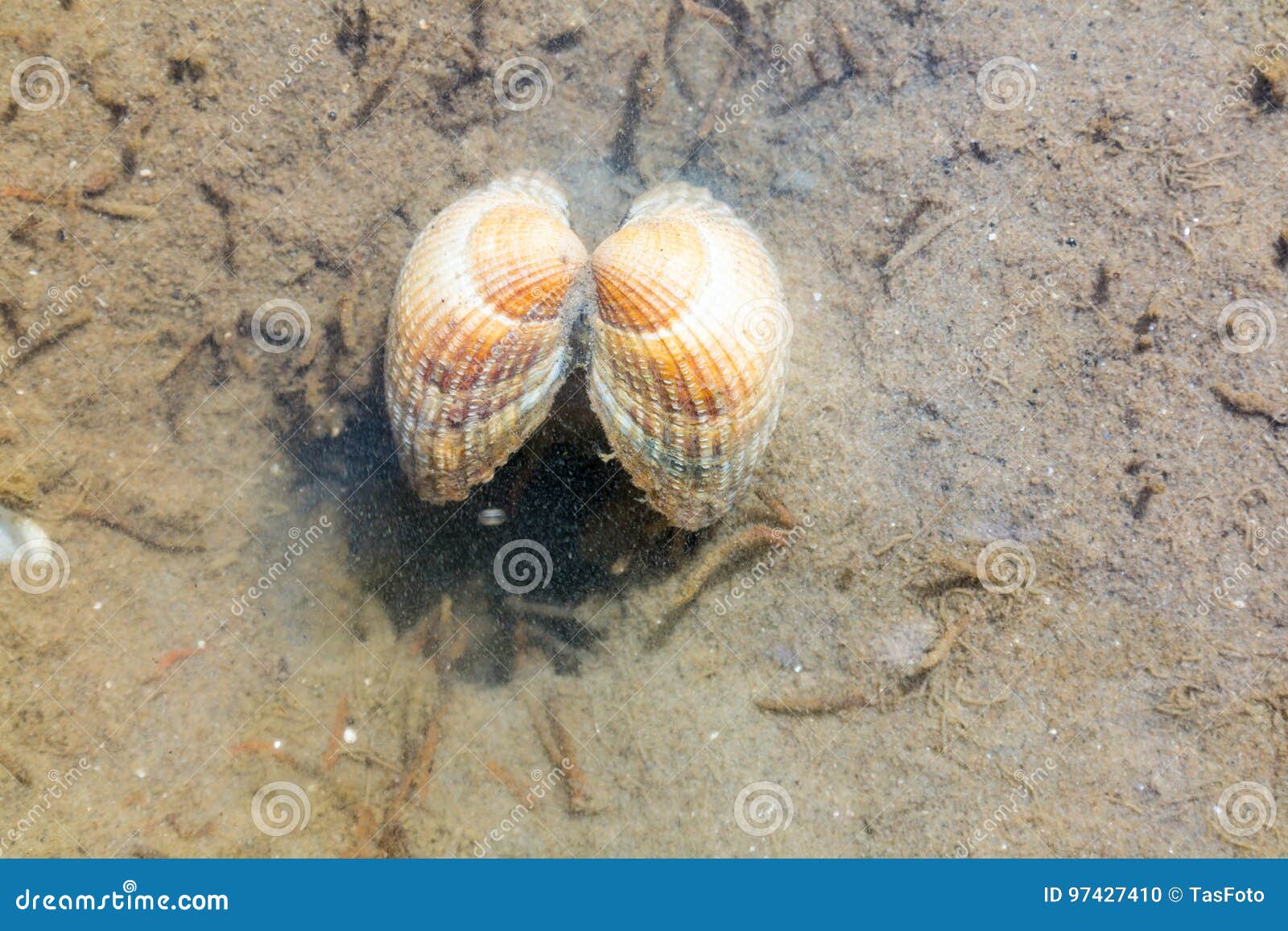 Common Cockle, Cerastoderma Edule, Underwater in Shallow Water a Stock ...