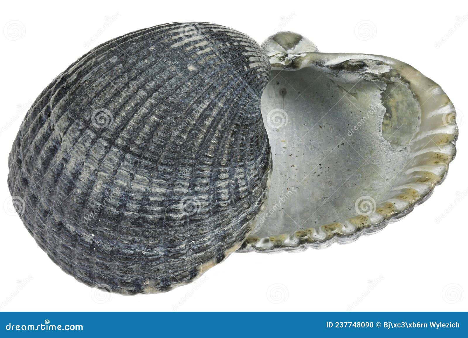 Common cockle stock photo. Image of common, edible, shell - 237748090