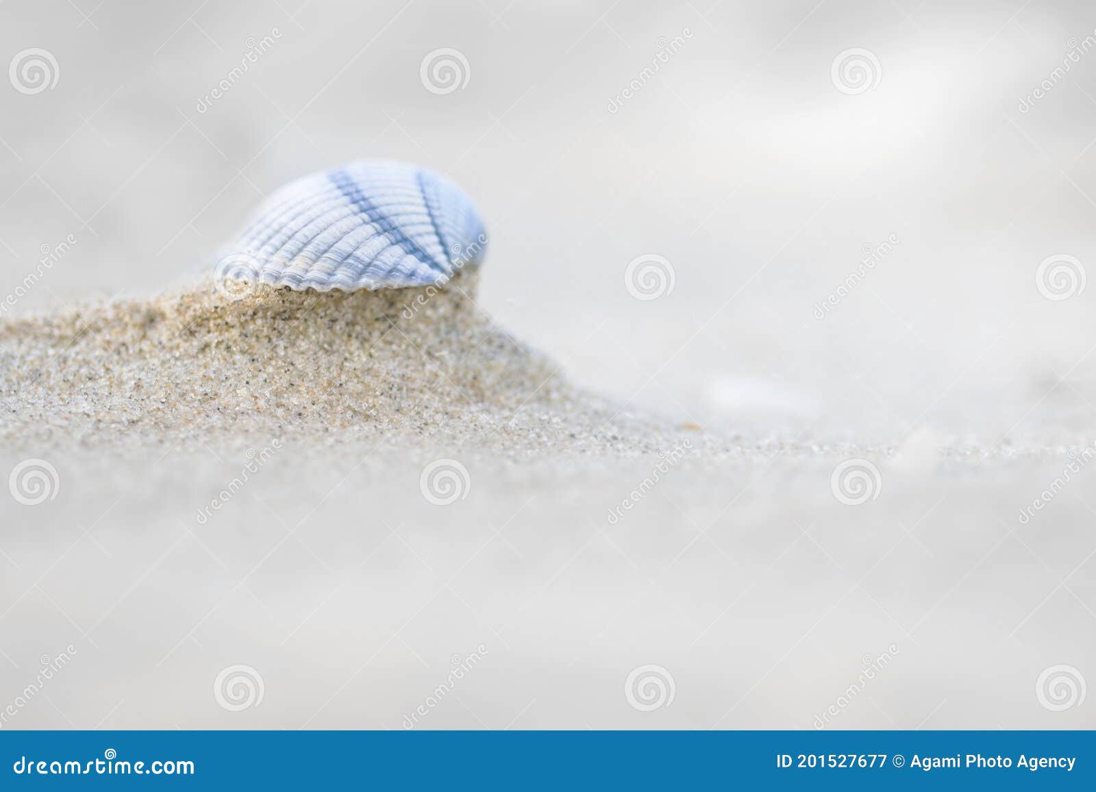 Common cockle stock image. Image of scenic, relax, cardiidae - 201527677