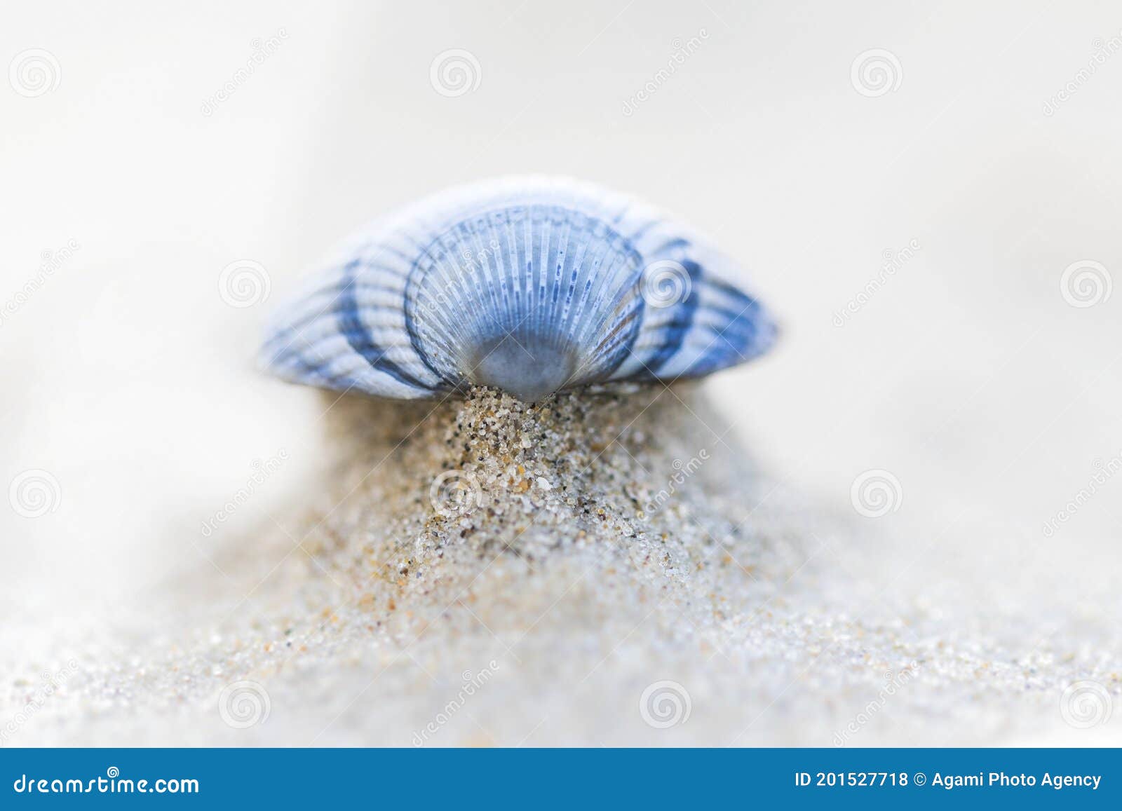 Common cockle stock photo. Image of netherlands, site - 201527718