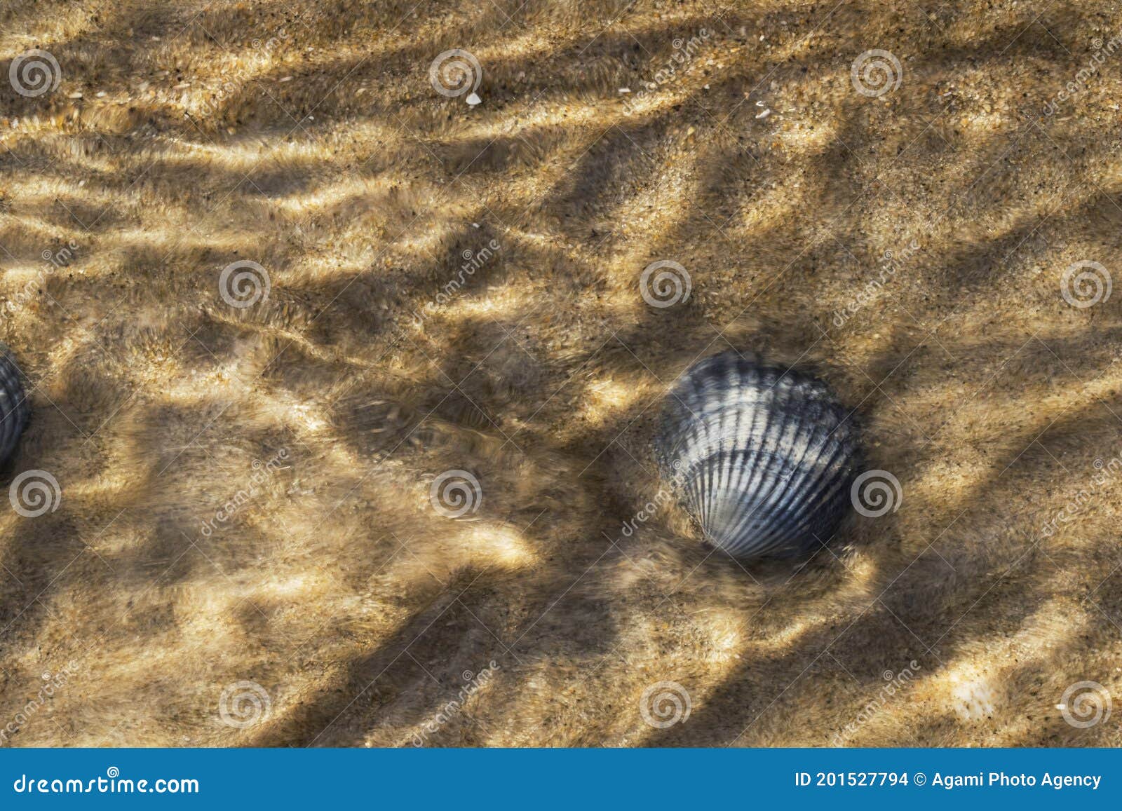 Common cockle stock photo. Image of sand, europe, european - 201527794