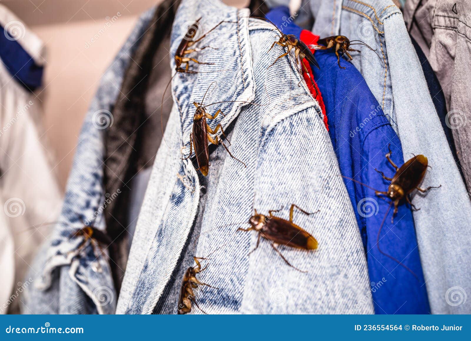 Common Cockroaches Gnawing or Gnawing Clothes, Insects Inside the ...