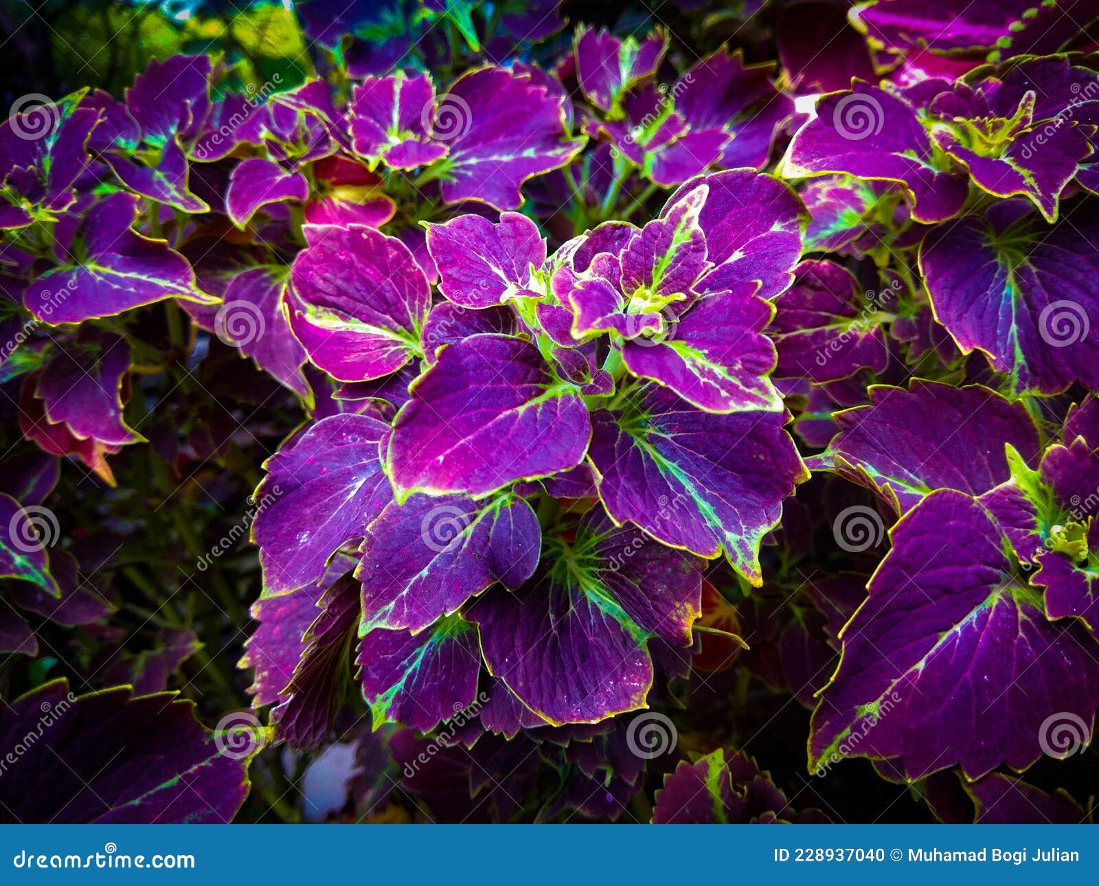 Common Coleus Foliage stock photo. Image of violet, tree - 228937040