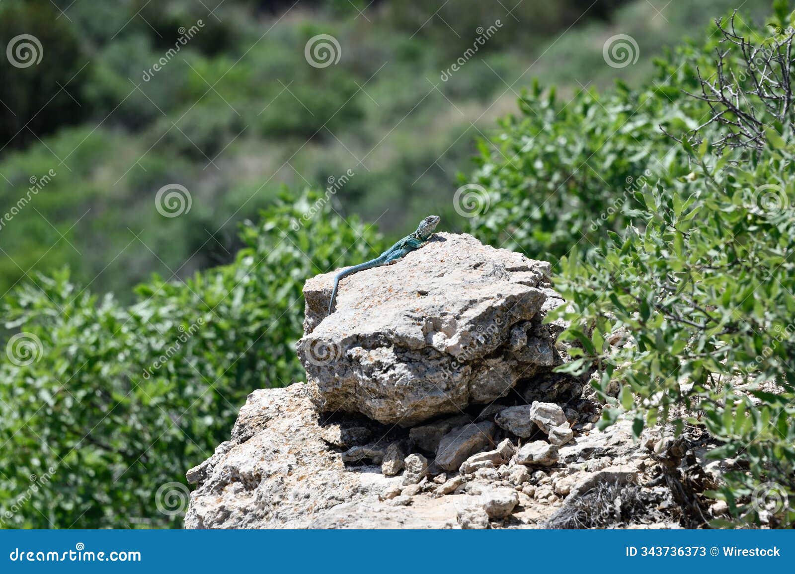Common Collared Lizard Basking On A Rock Surrounded By Lush Greenery ...