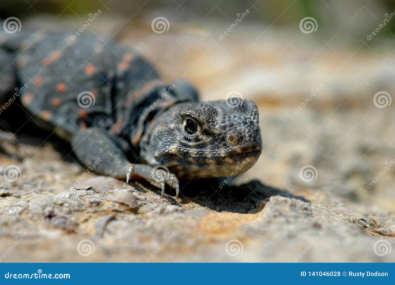 Common collared lizard stock photo. Image of collaris - 141046028
